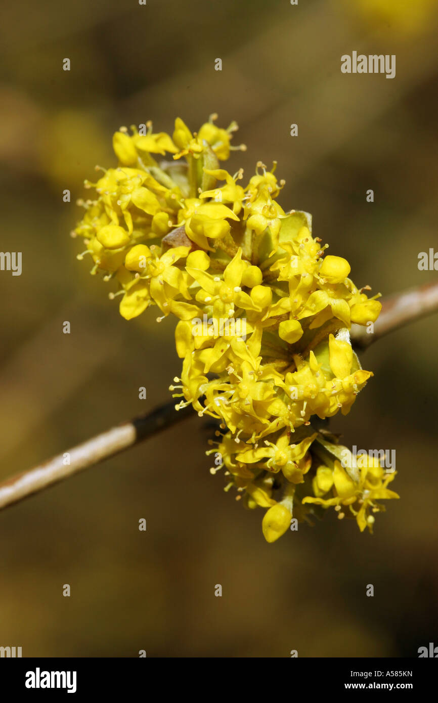 Cornus mas shrub not bloom hi-res stock photography and images - Alamy