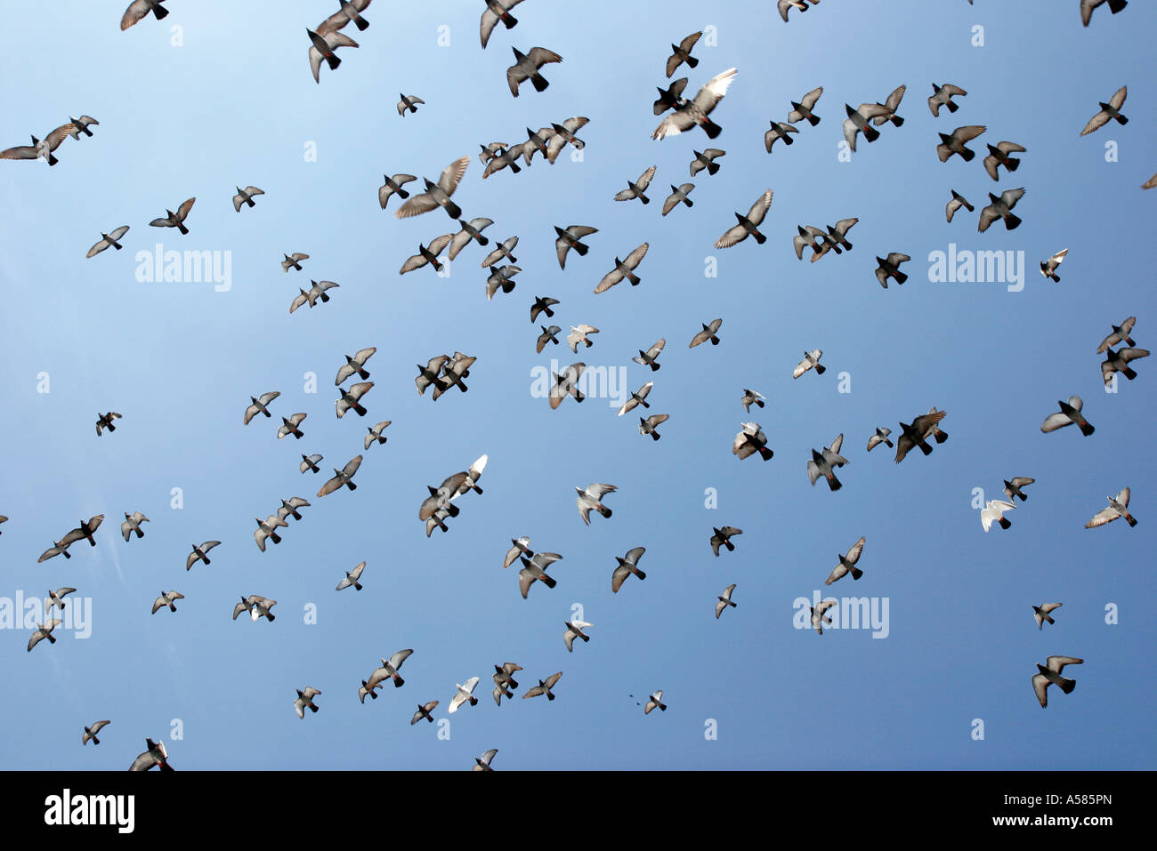 Miami Beach Florida,North Beach,pigeons flying,flight,wing,bird,animal ...