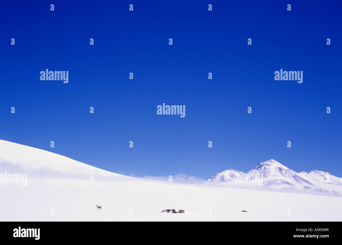 Solitary vicuna Vicugna vicugna in the snow of the southern altiplano ...