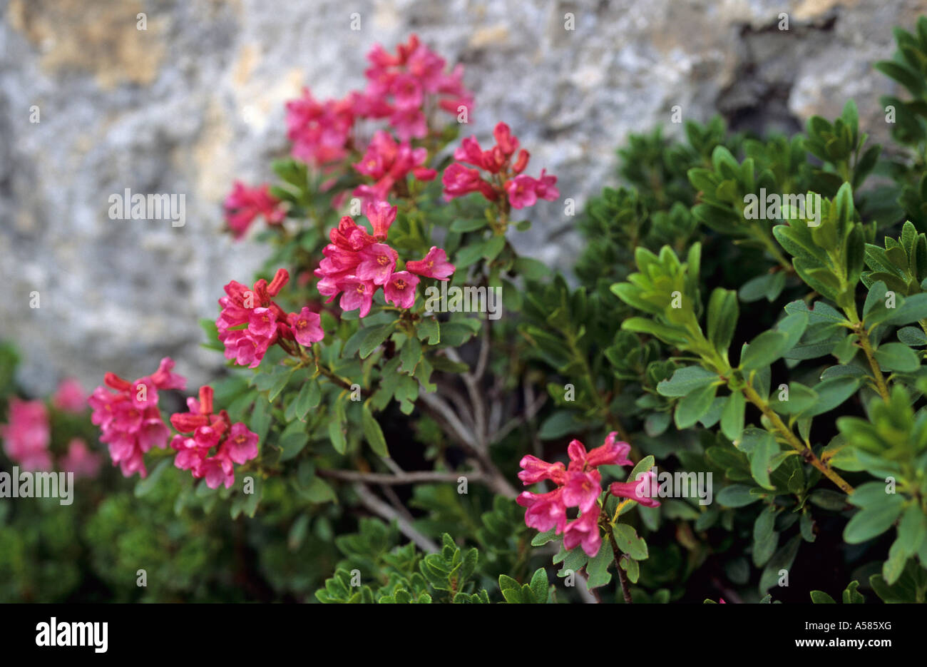 Alpine roses Rhododendron ferrugineum Stock Photo - Alamy