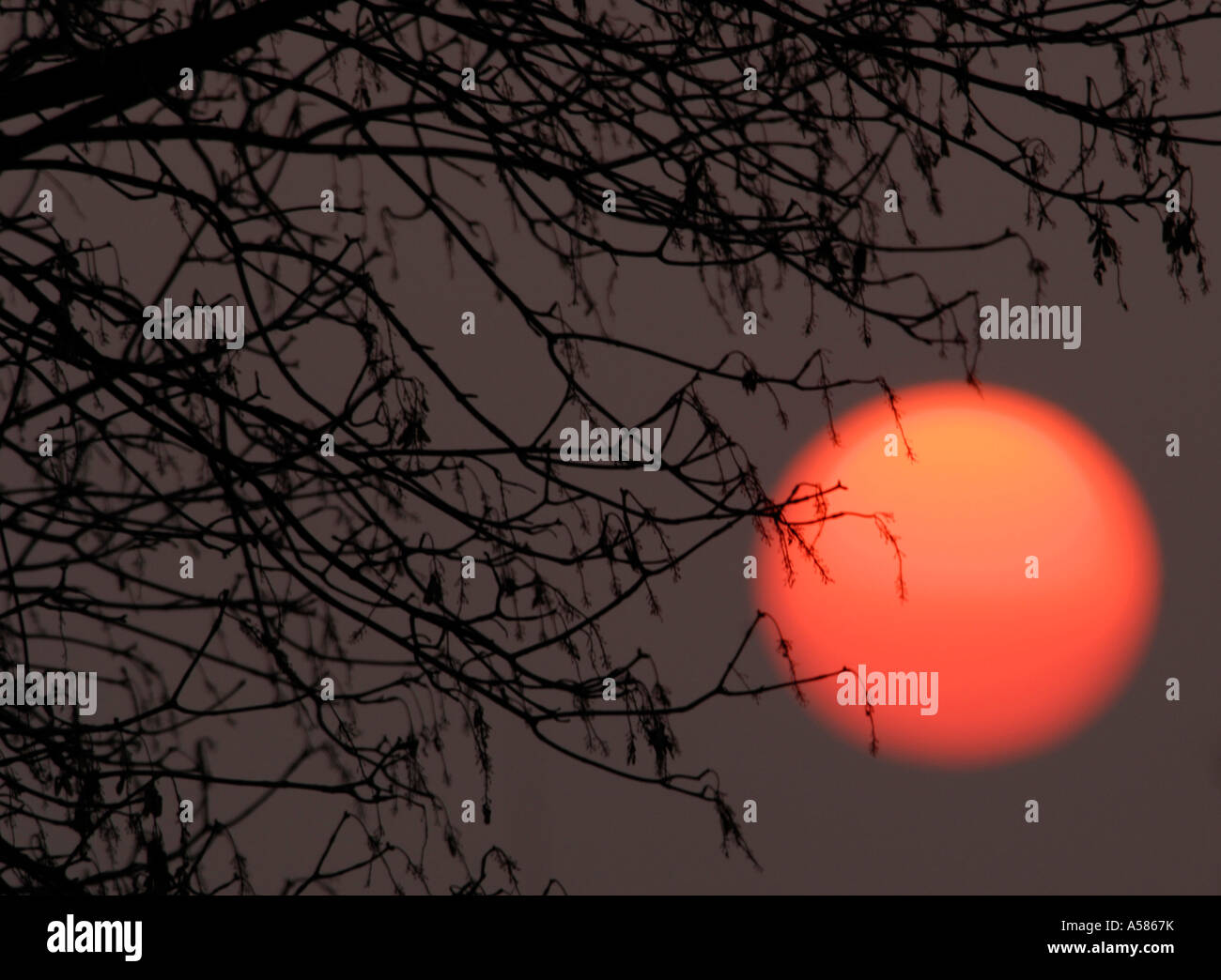 Sun behind tree Stock Photo - Alamy