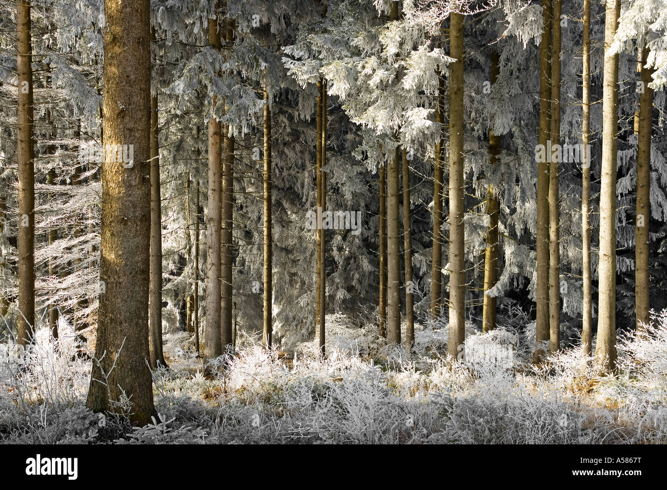 Firwood hi-res stock photography and images - Alamy