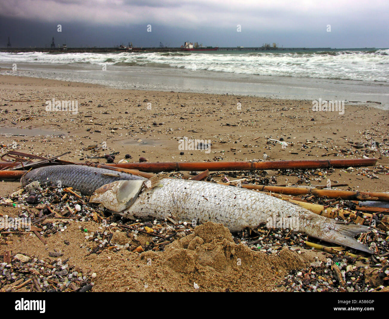 Dead stranded fish on the beach Stock Photo - Alamy