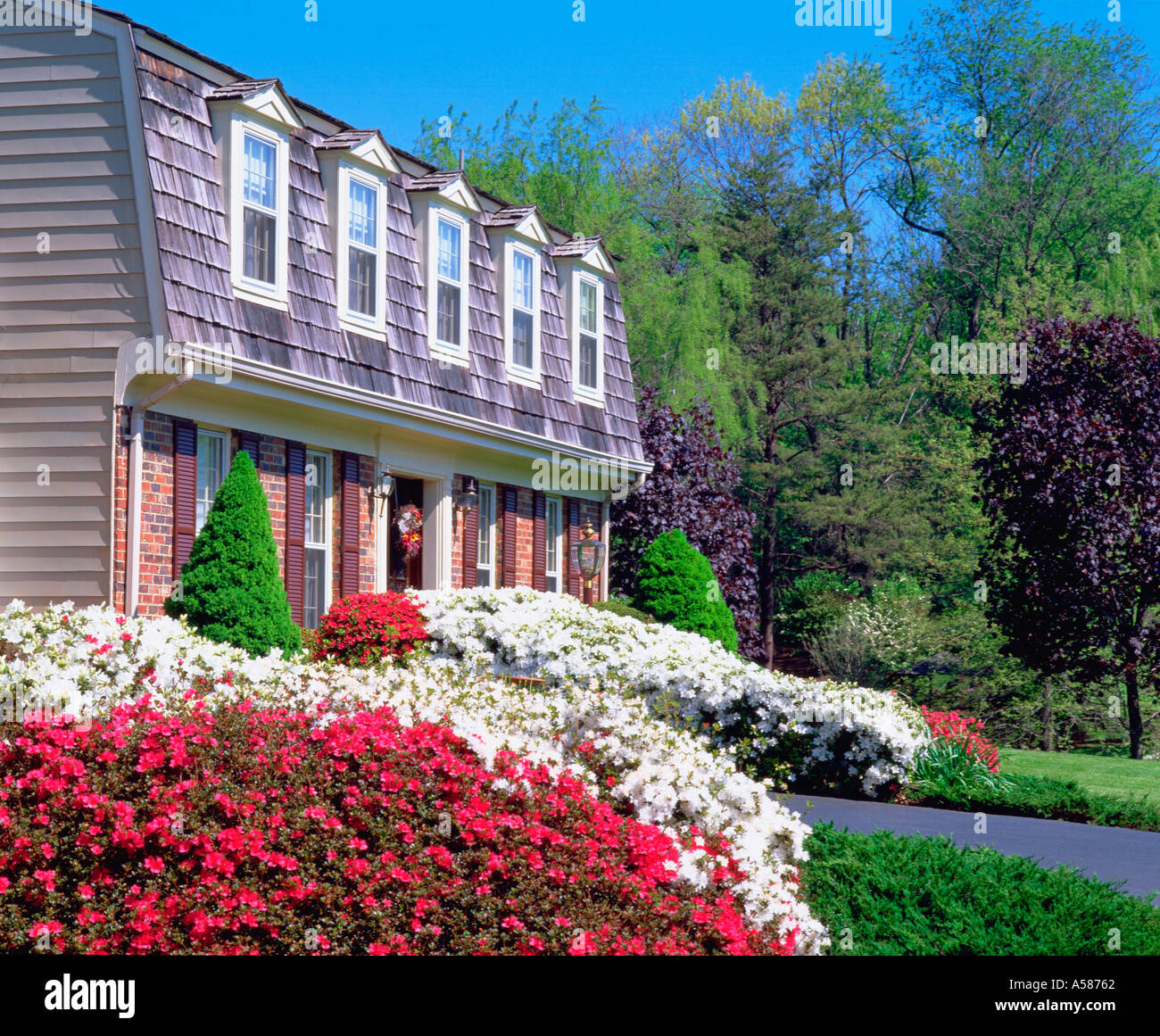 Flowering red and white azaleas in front of red brick two story house ...