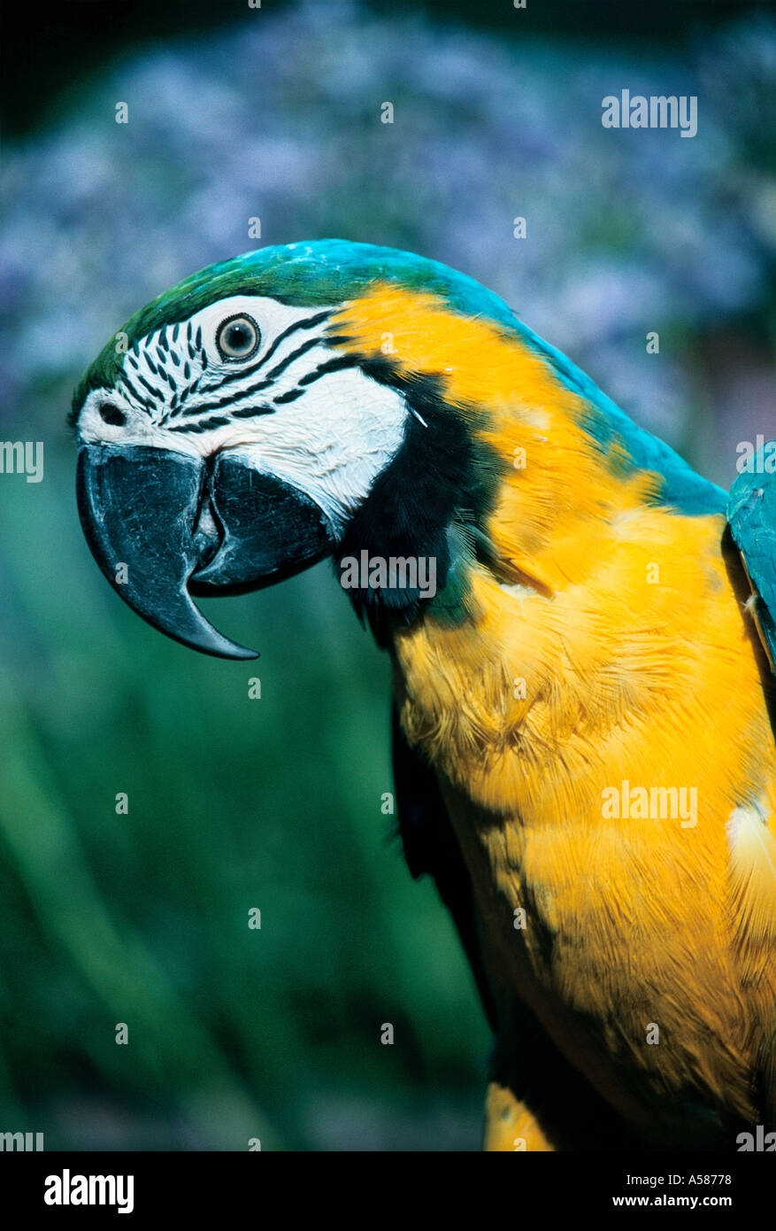 Close up of a Blue and Yellow Macaw Ara Ararauna Stock Photo - Alamy