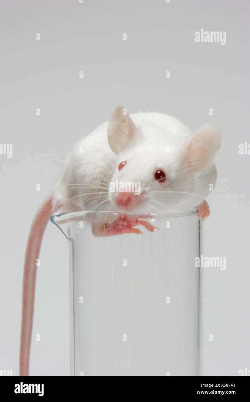 Albino white mouse hi-res stock photography and images - Alamy