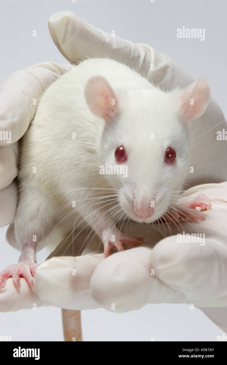 Lab rat hi-res stock photography and images - Alamy