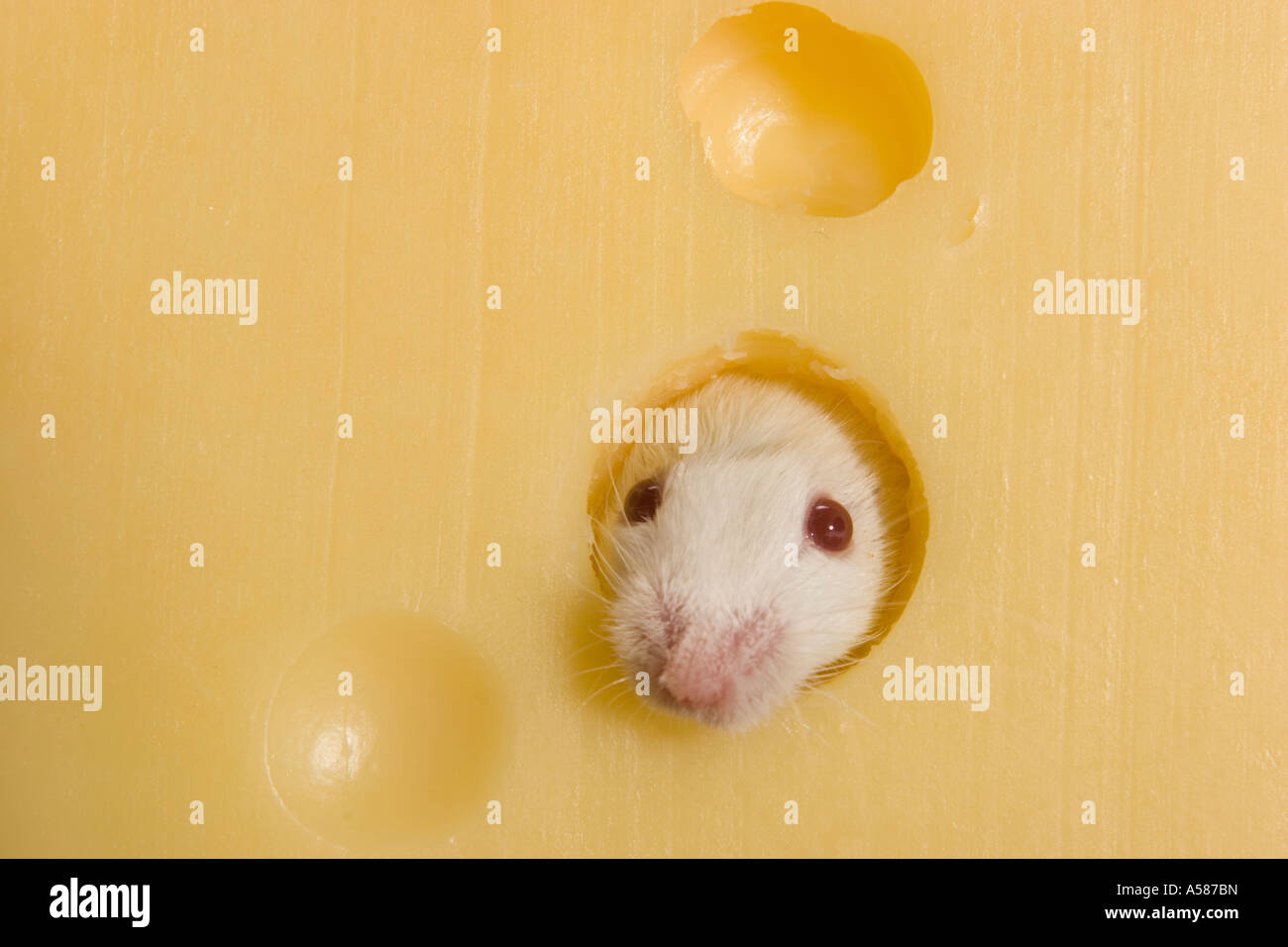 Mouse and cheese Stock Photo - Alamy
