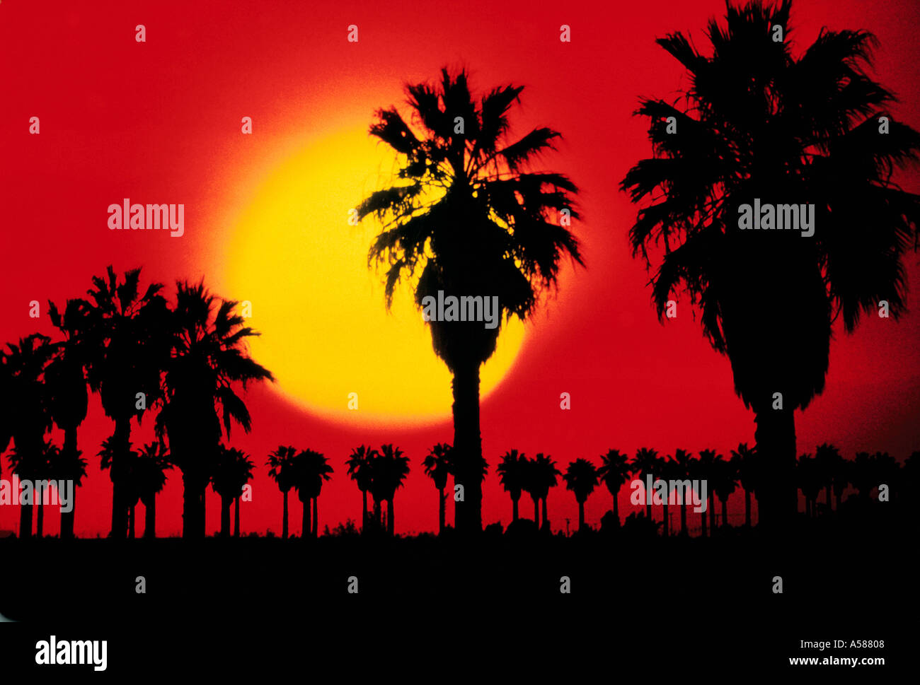 Pasadena palm trees hi-res stock photography and images - Alamy
