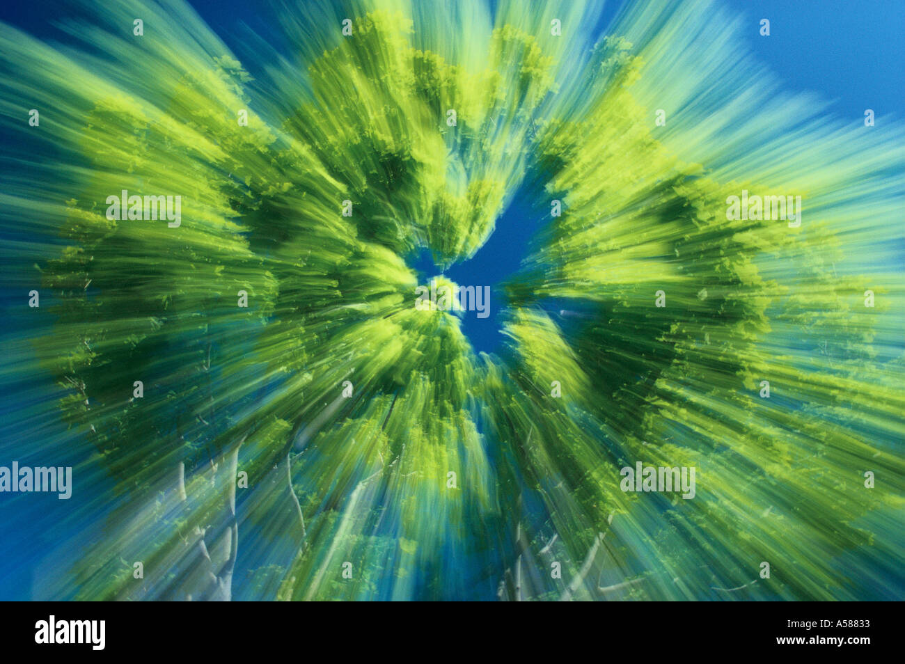 Zoom in visual effect of tree Stock Photo - Alamy