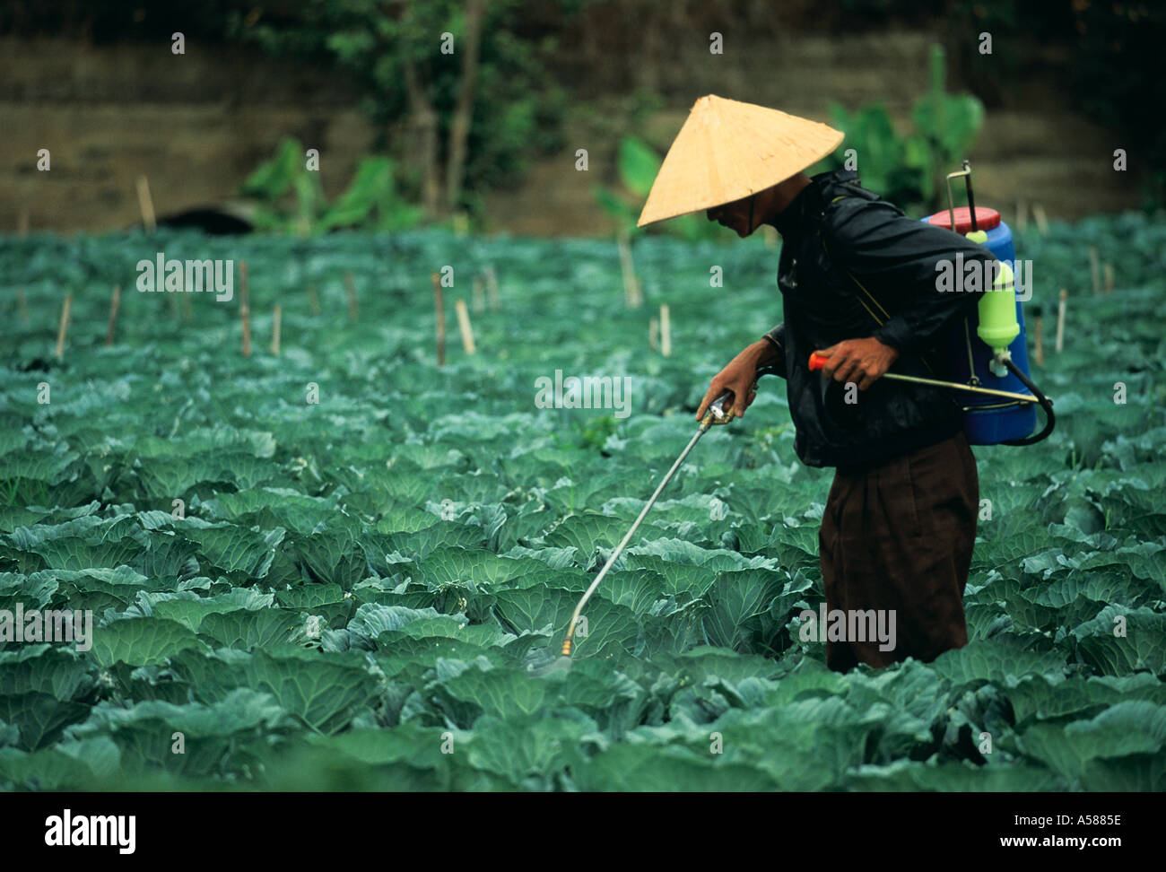 Farmer in traditional clothes and hat spraying crops Di Linh Central ...