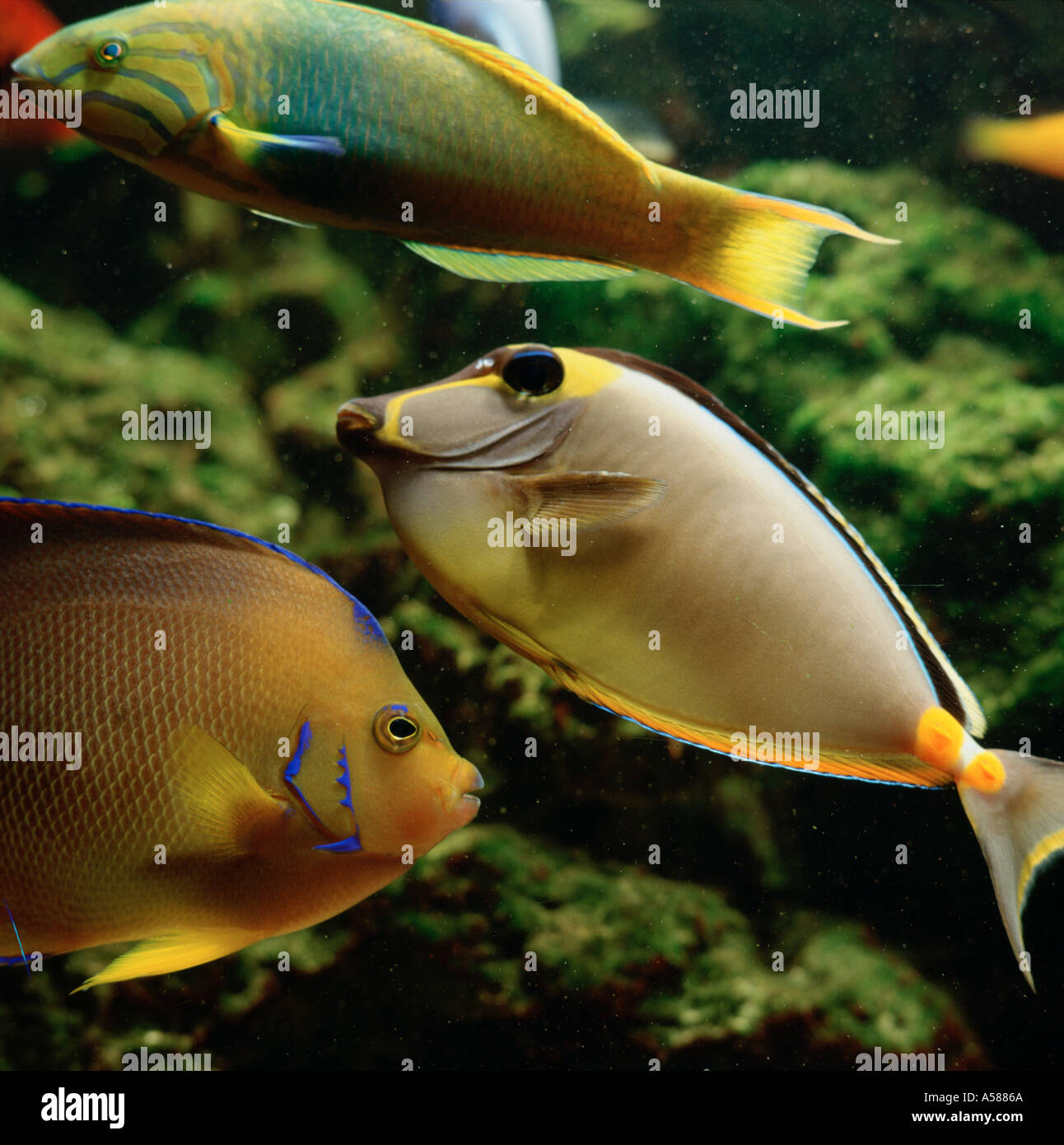 Three various tropical fish in aquarium Stock Photo - Alamy