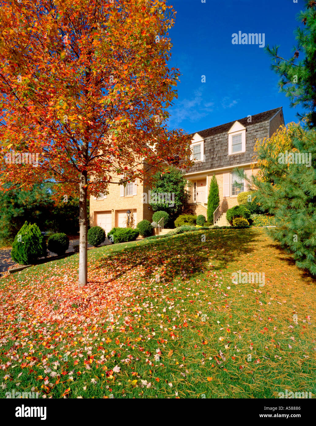 Maple tree with colorful autumn leaves in sloping front yard of large ...