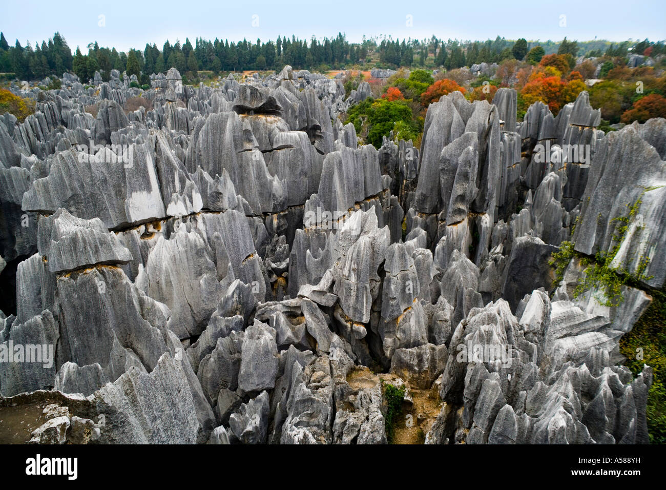 Shilin Stone Forest Yunnan Province south west China JMH2105 Stock ...