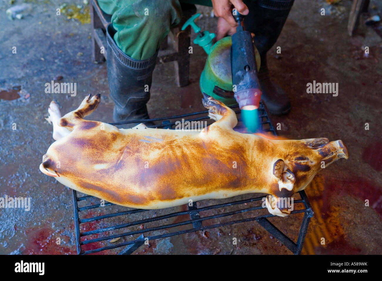 Man preparing dead piglet for sale in market at Dayan, Lijiang old town ...