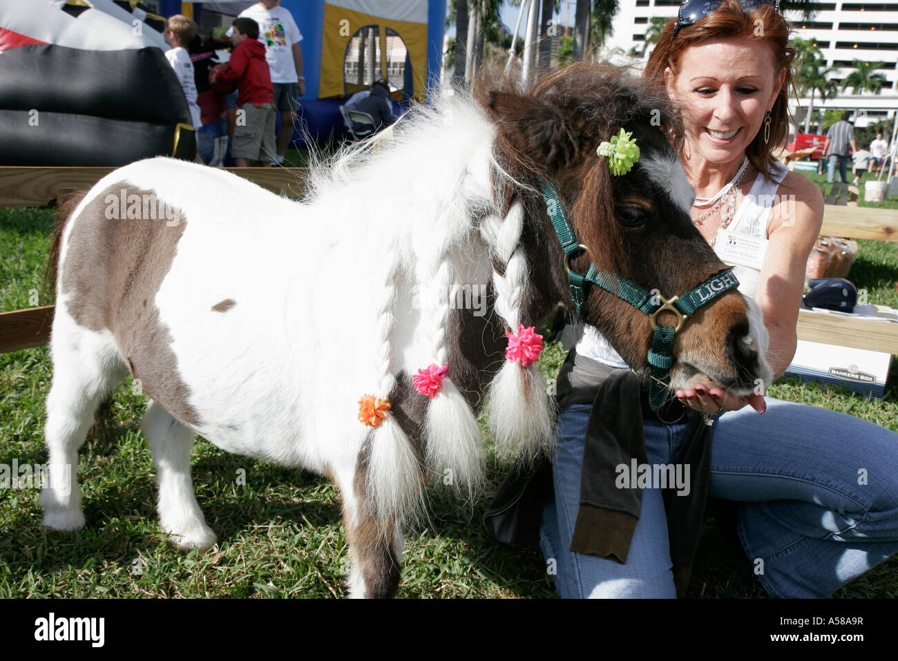American miniature pony hi-res stock photography and images - Alamy