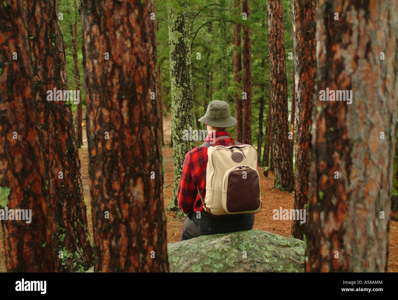 Man sitting in the woods at Boundary Waters Canoe Area Wilderness BWCAW ...