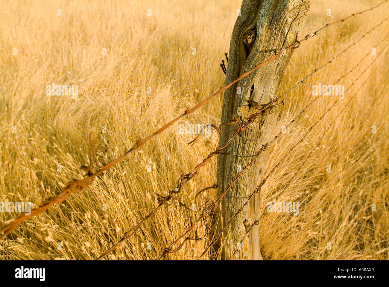 Old fence and post at a Dude Ranch Knife River Ranch North Dakota Stock ...