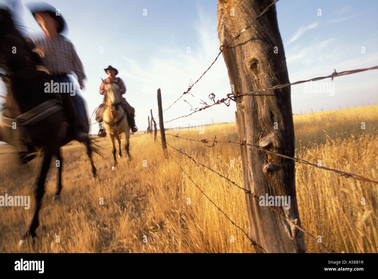 Cowboy Riding horses along a fence at a Dude Ranch Knife River Ranch ...
