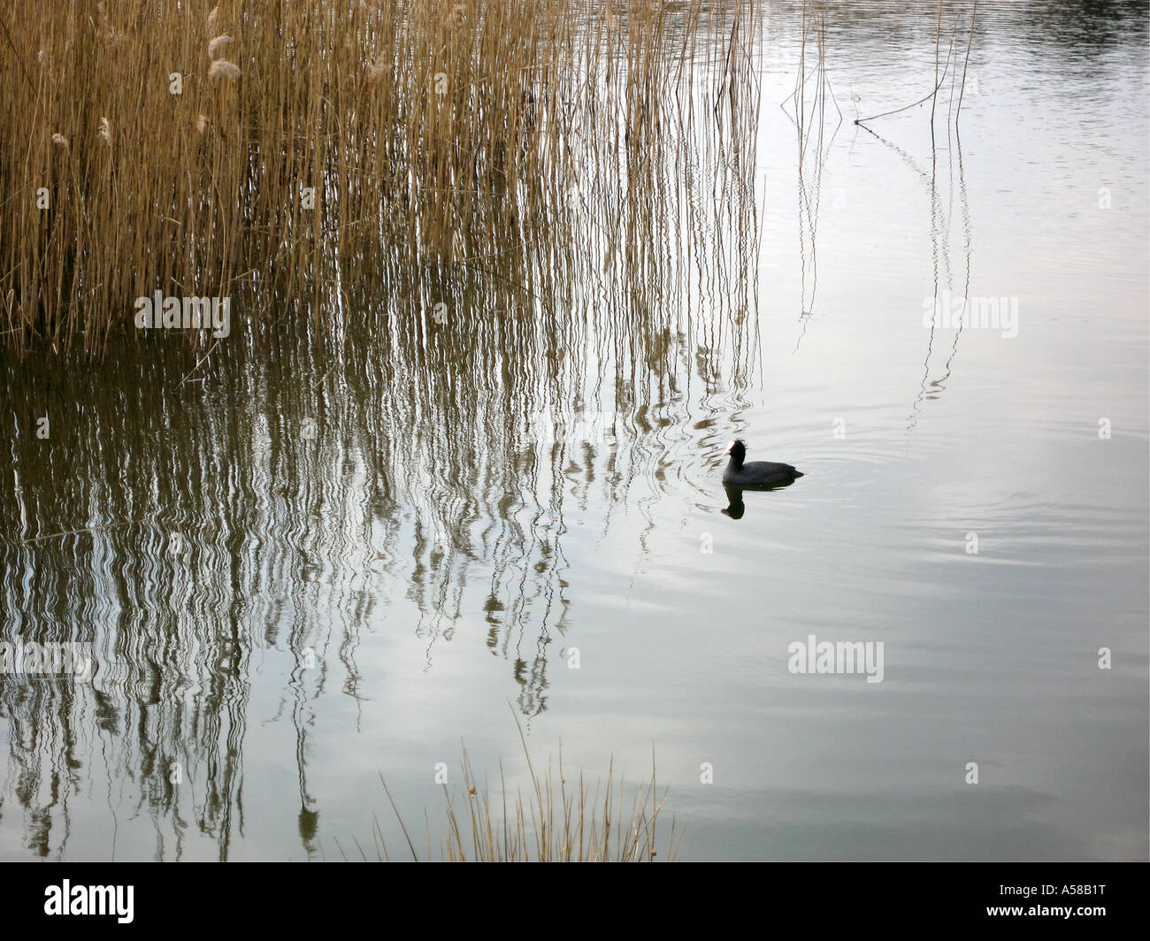 Duck and reeds hi-res stock photography and images - Alamy