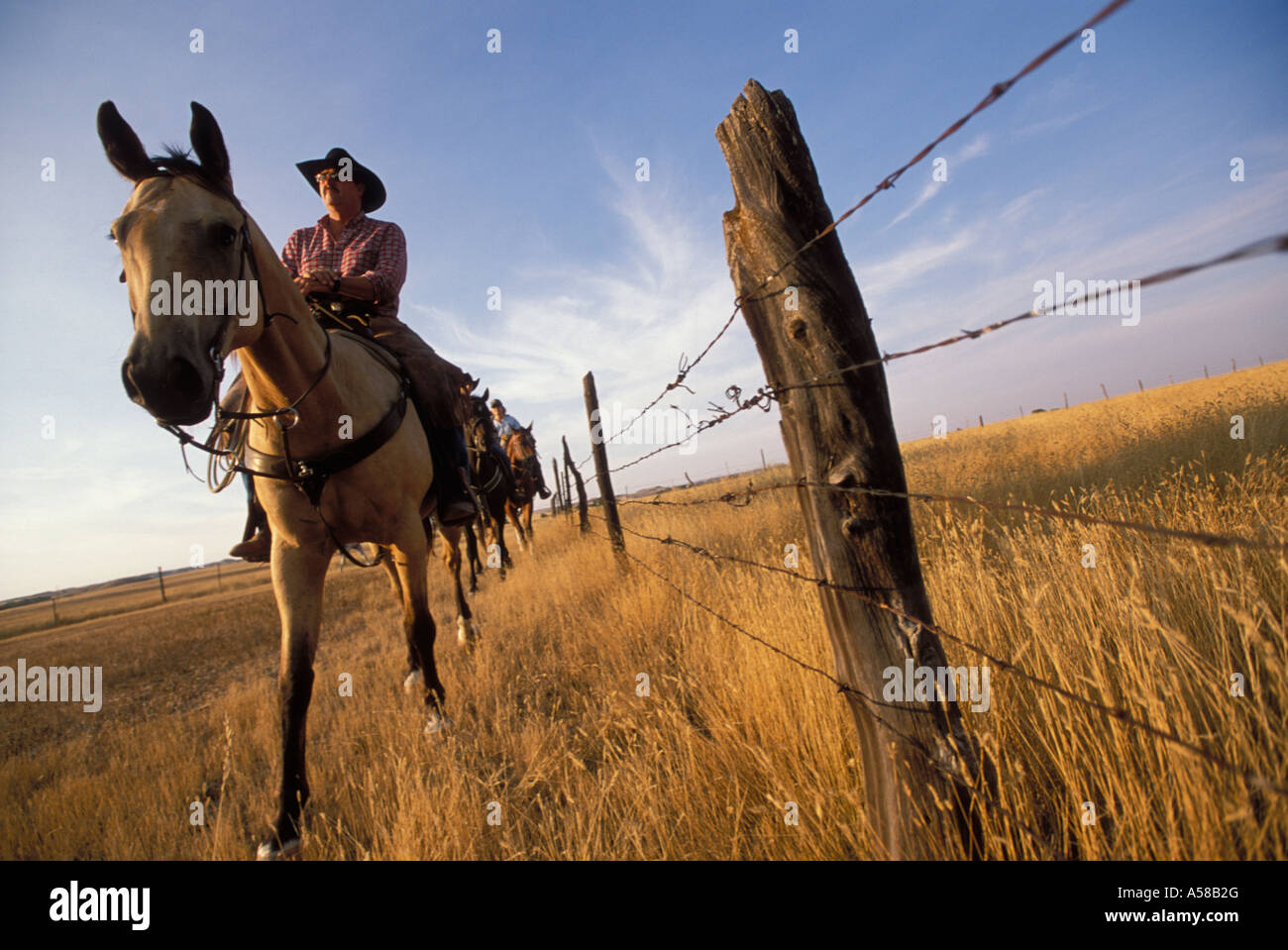 Cowboy Riding horses along a fence at a Dude Ranch Knife River Ranch ...
