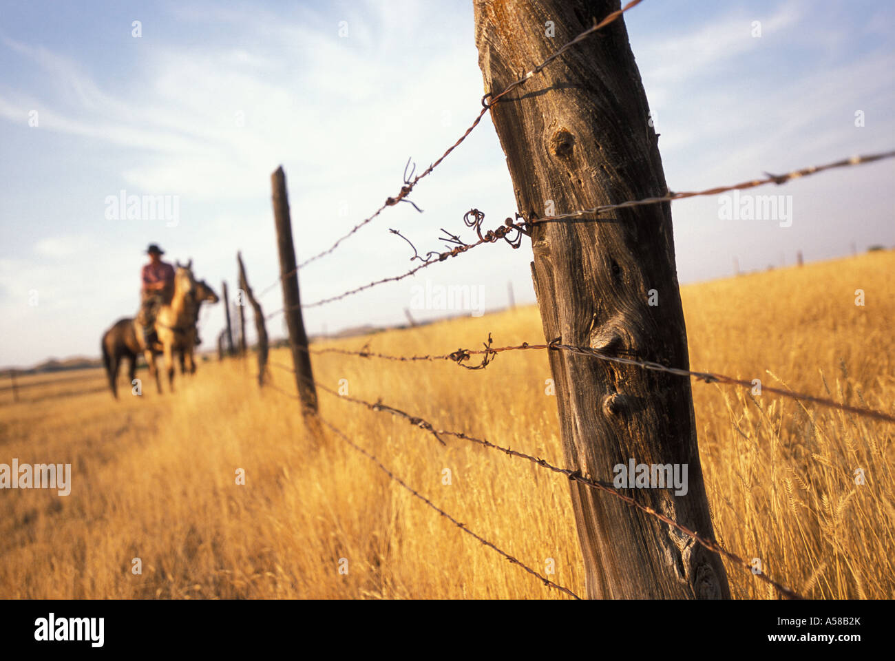 Old world horses hi-res stock photography and images - Alamy