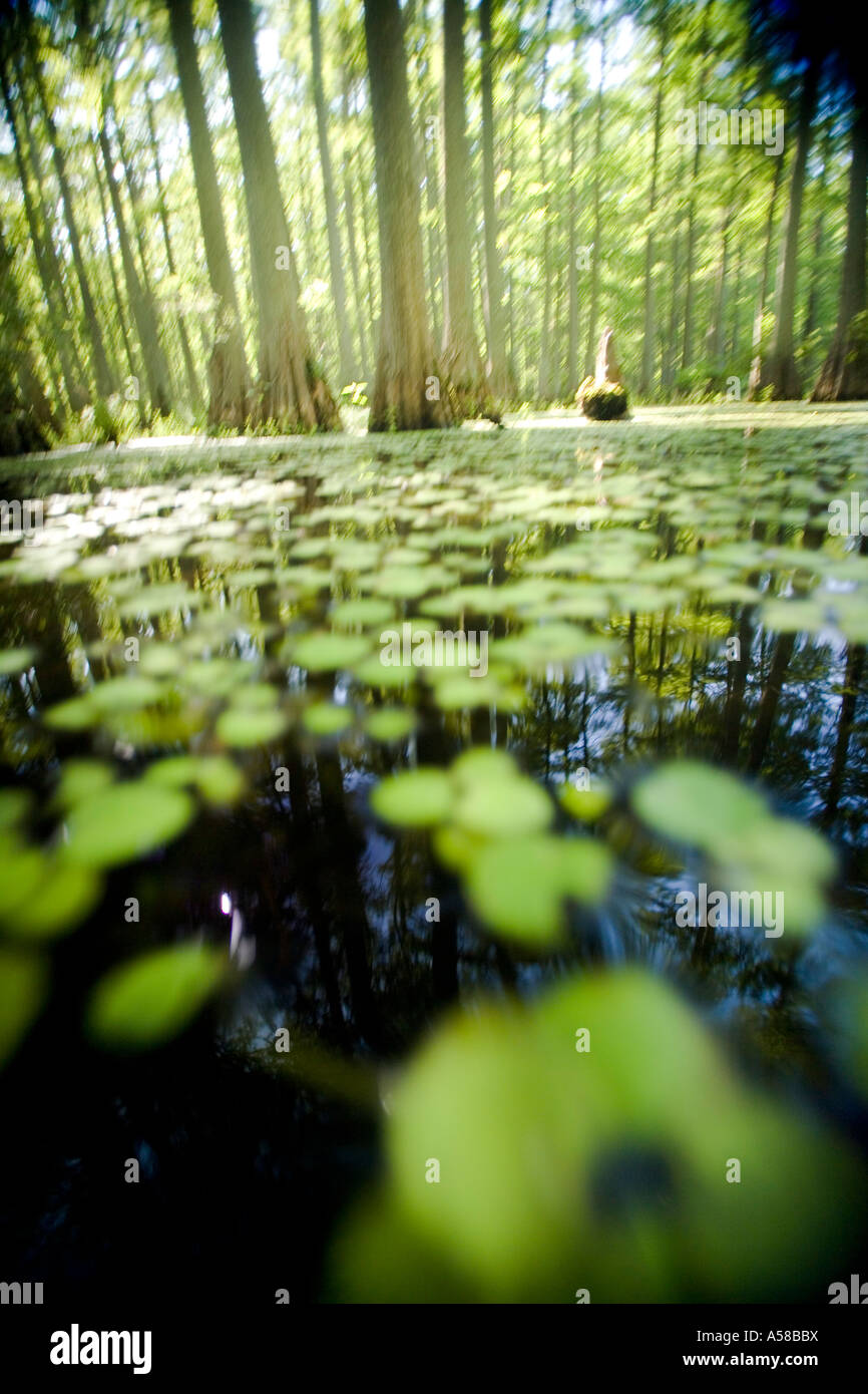Cypress Swamp at Heron Pond State Natural Area along the Cache River in ...