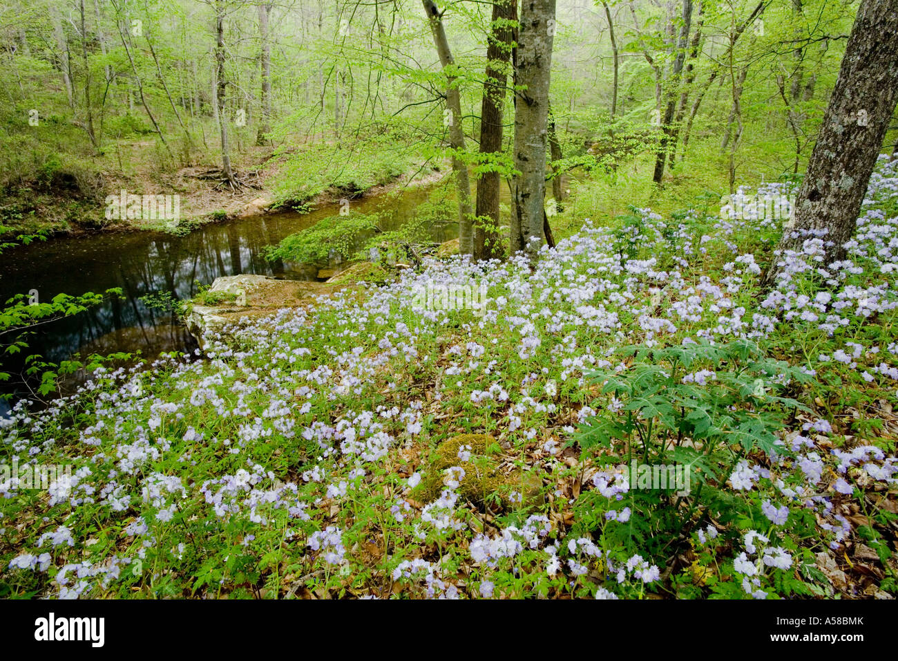 Spring wildflowers along Bay Creek at Bell Smith Springs Wilderness ...