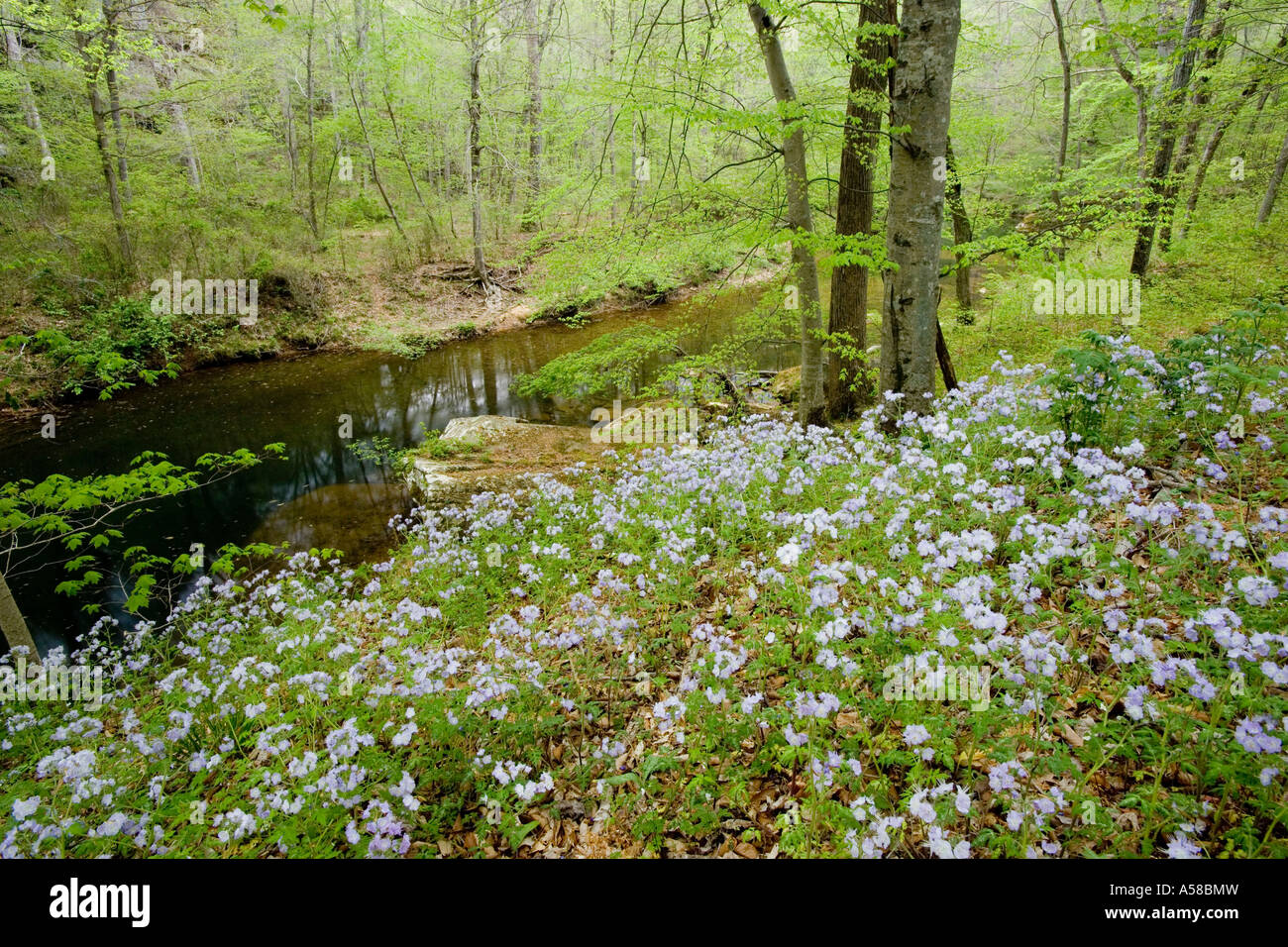 Spring wildflowers along Bay Creek at Bell Smith Springs Wilderness ...