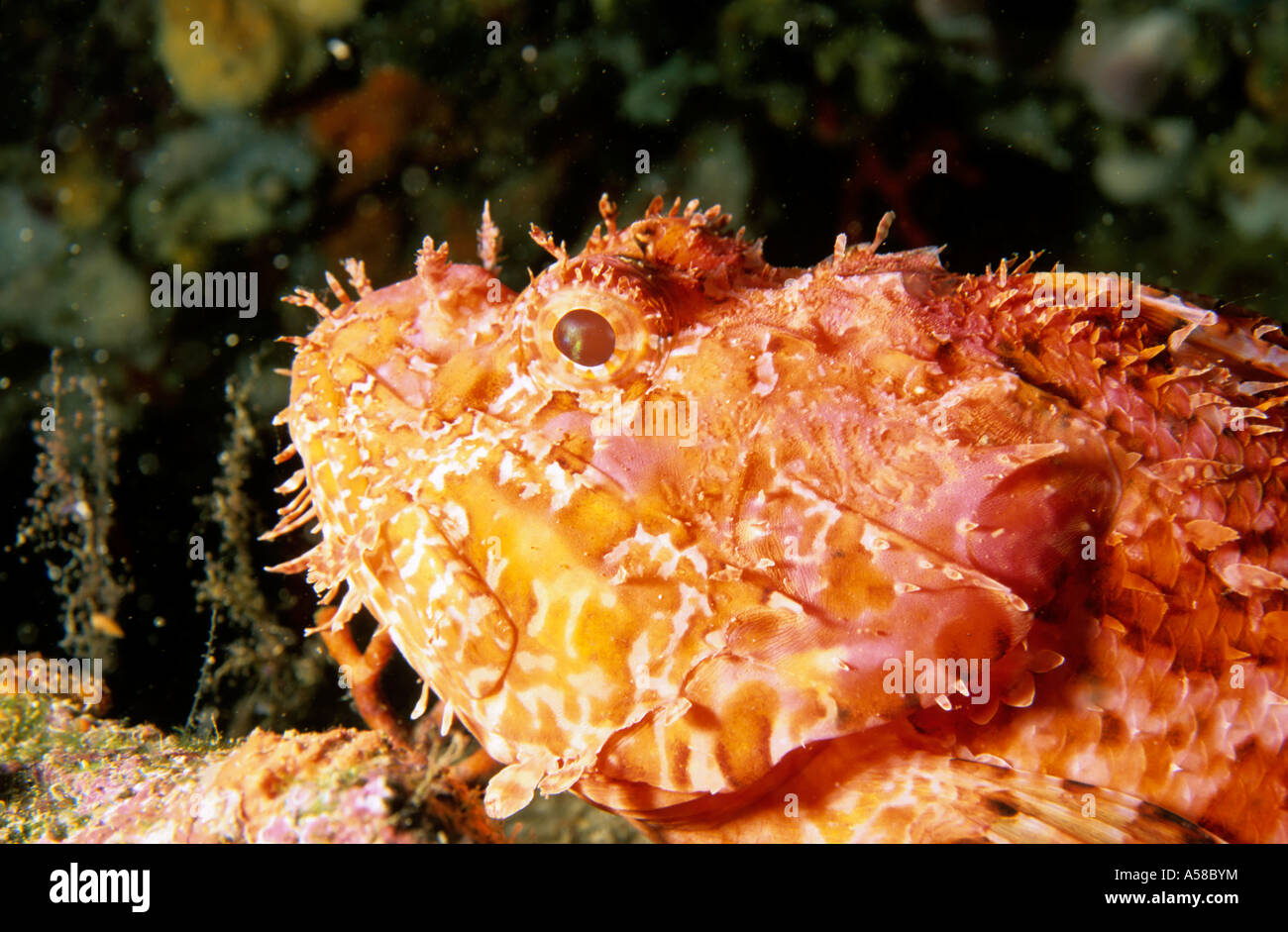 Spotted scorpion fish hi-res stock photography and images - Alamy
