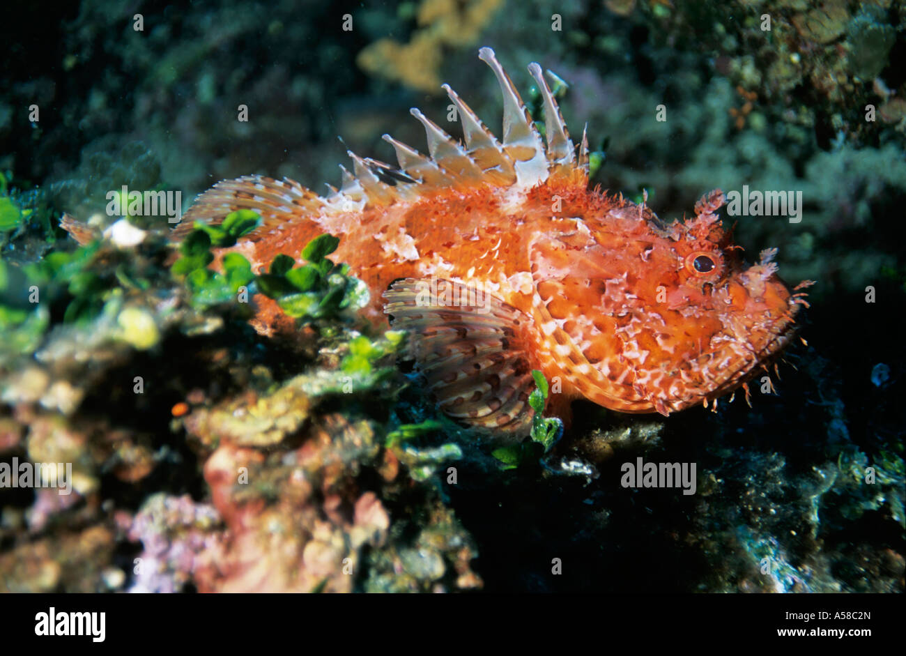 Scorpion scorpionfish hi-res stock photography and images - Alamy
