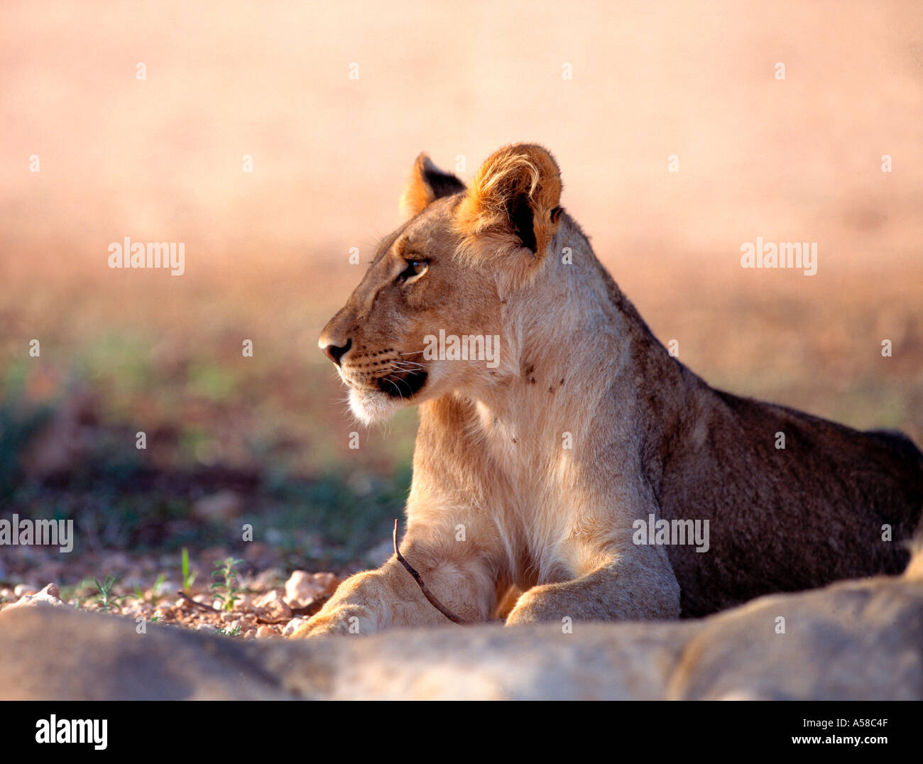 Shade animals hi-res stock photography and images - Alamy
