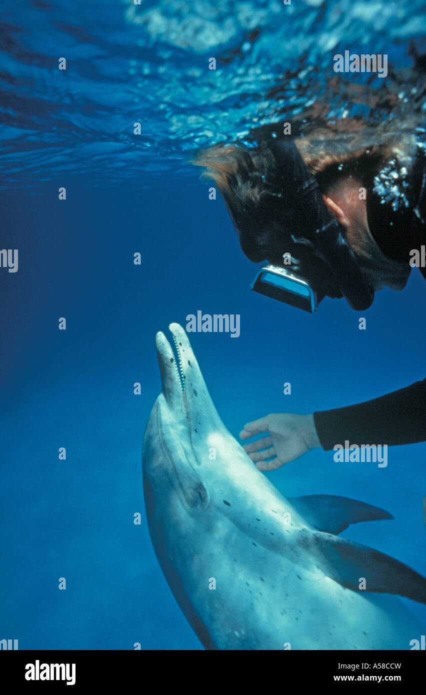 Snorkeler underwater strokes animal smiling dolphin in open ocean human ...