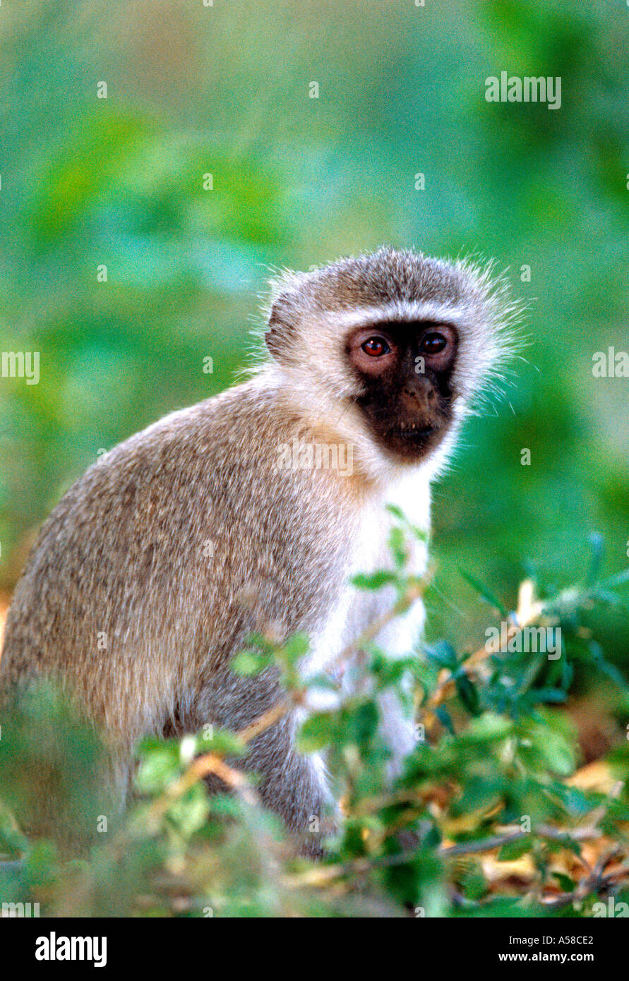 African monkeys hi-res stock photography and images - Alamy