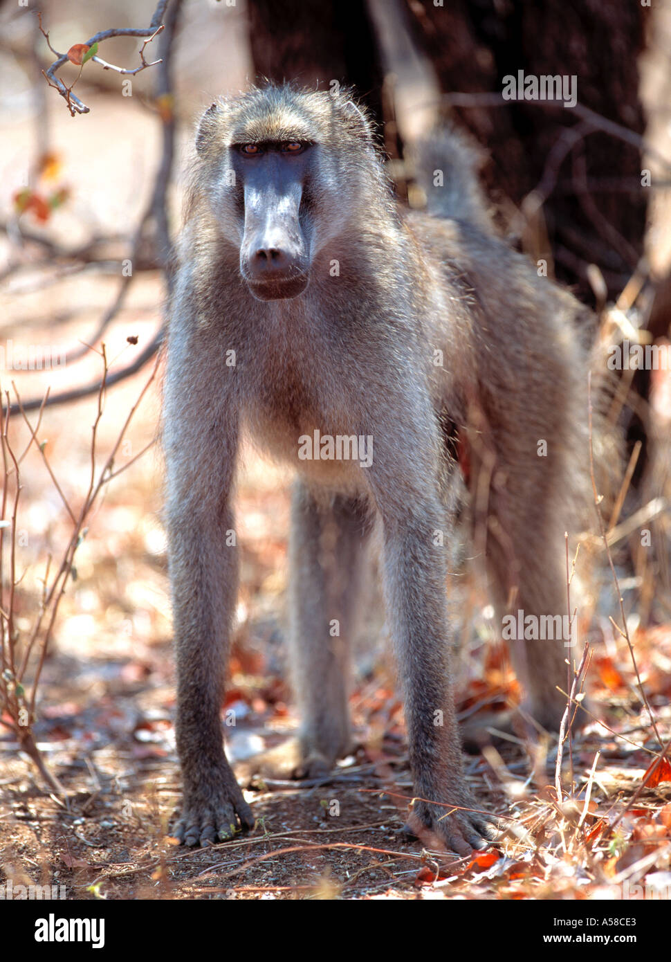 Mammals, Monkeys, Baboon Stock Photo - Alamy