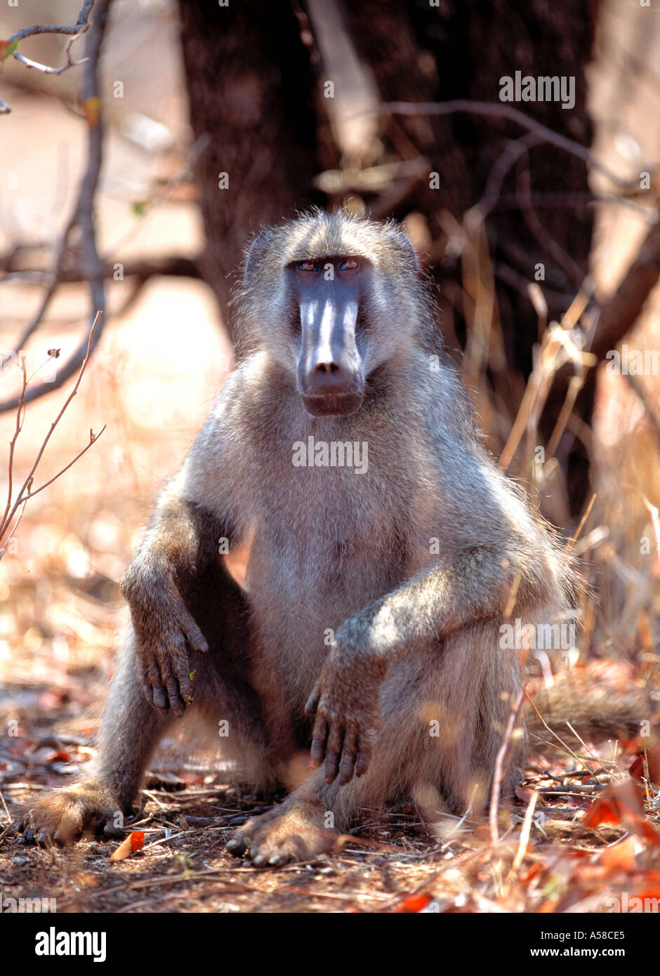 Mammals, Monkeys, Baboon Stock Photo - Alamy