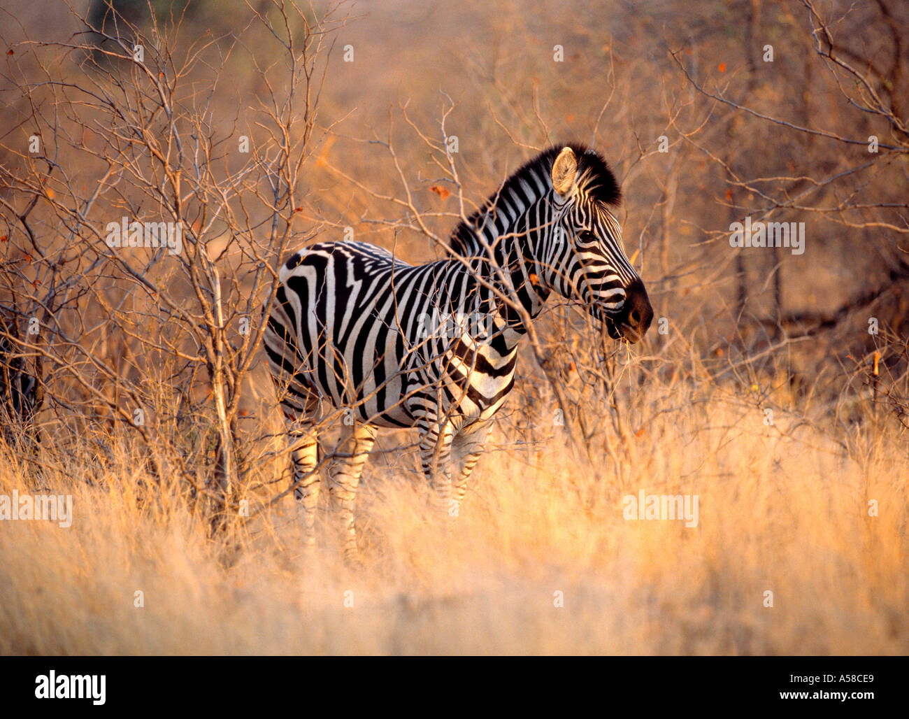 Kruger National Park Zebra Stock Photo - Alamy