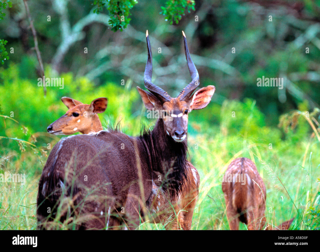 Kudo hi-res stock photography and images - Alamy