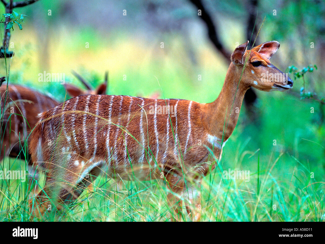 Kudo hi-res stock photography and images - Alamy