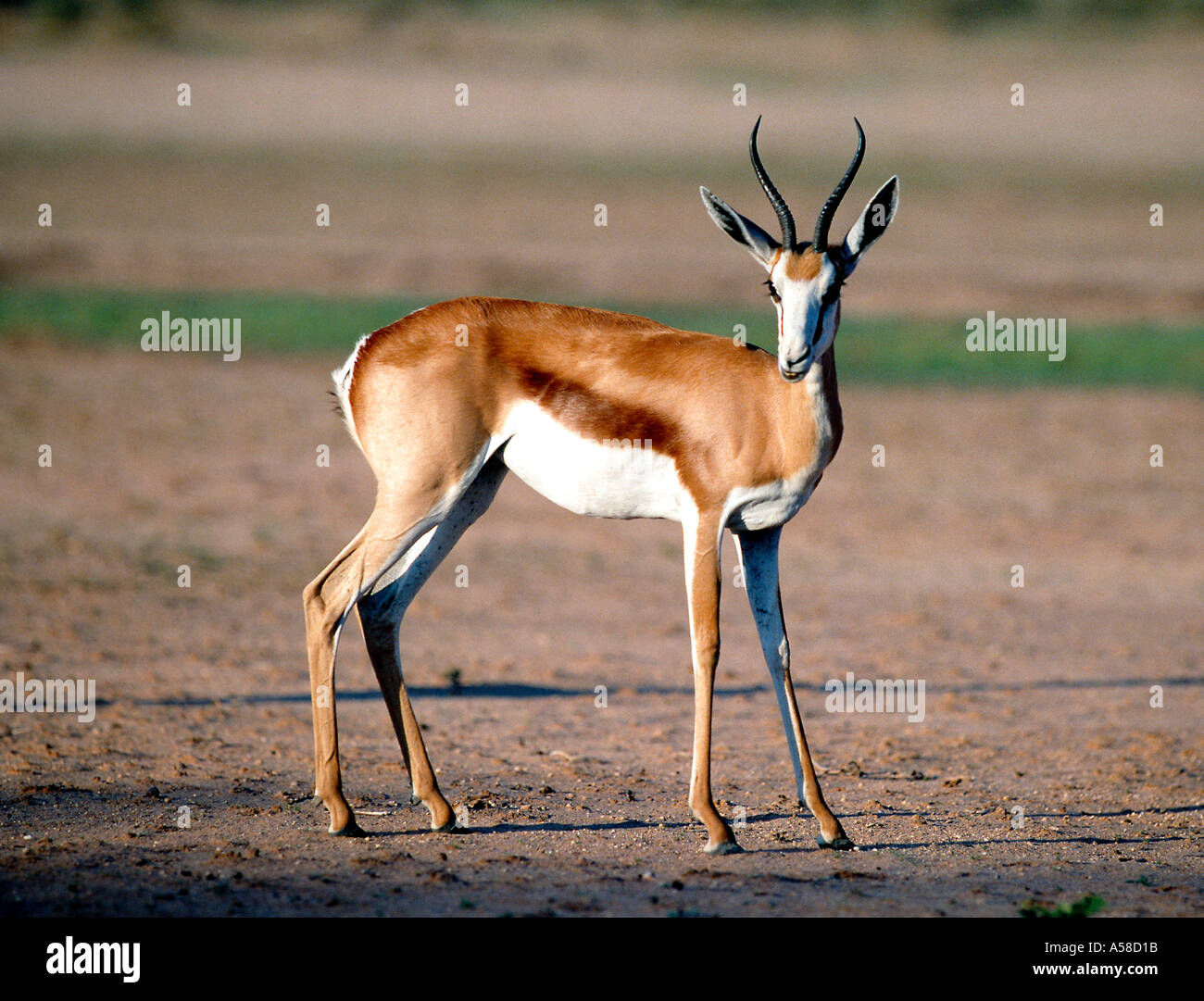 Springbok, South Africa Stock Photo - Alamy