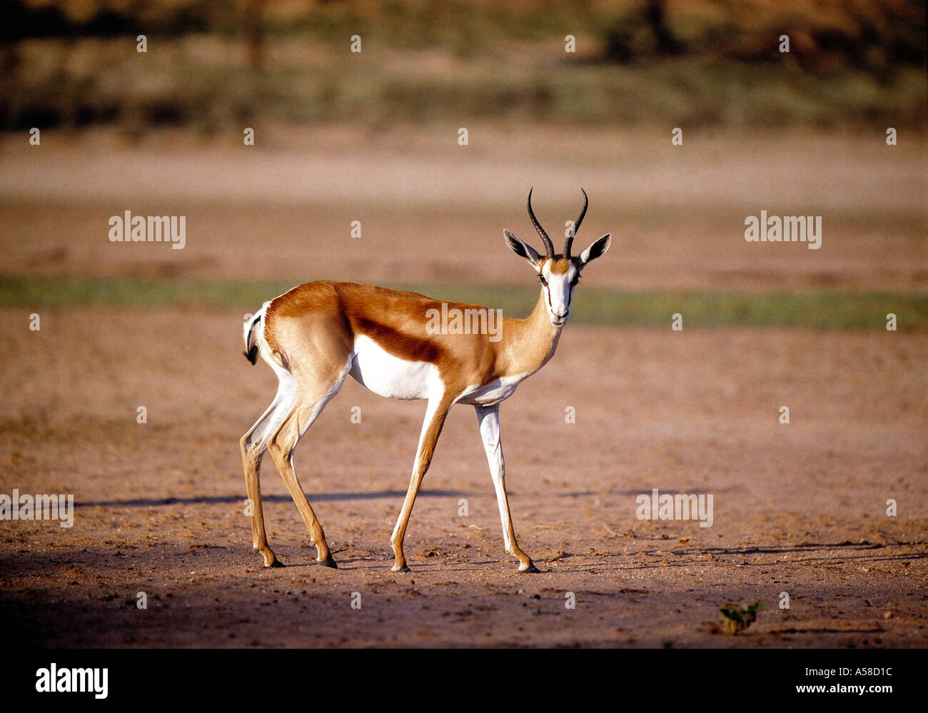 Springbok, South Africa Stock Photo - Alamy