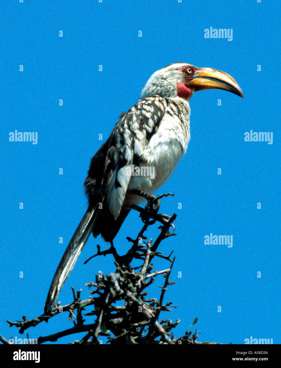Animals, Bird, Hornbill Stock Photo - Alamy