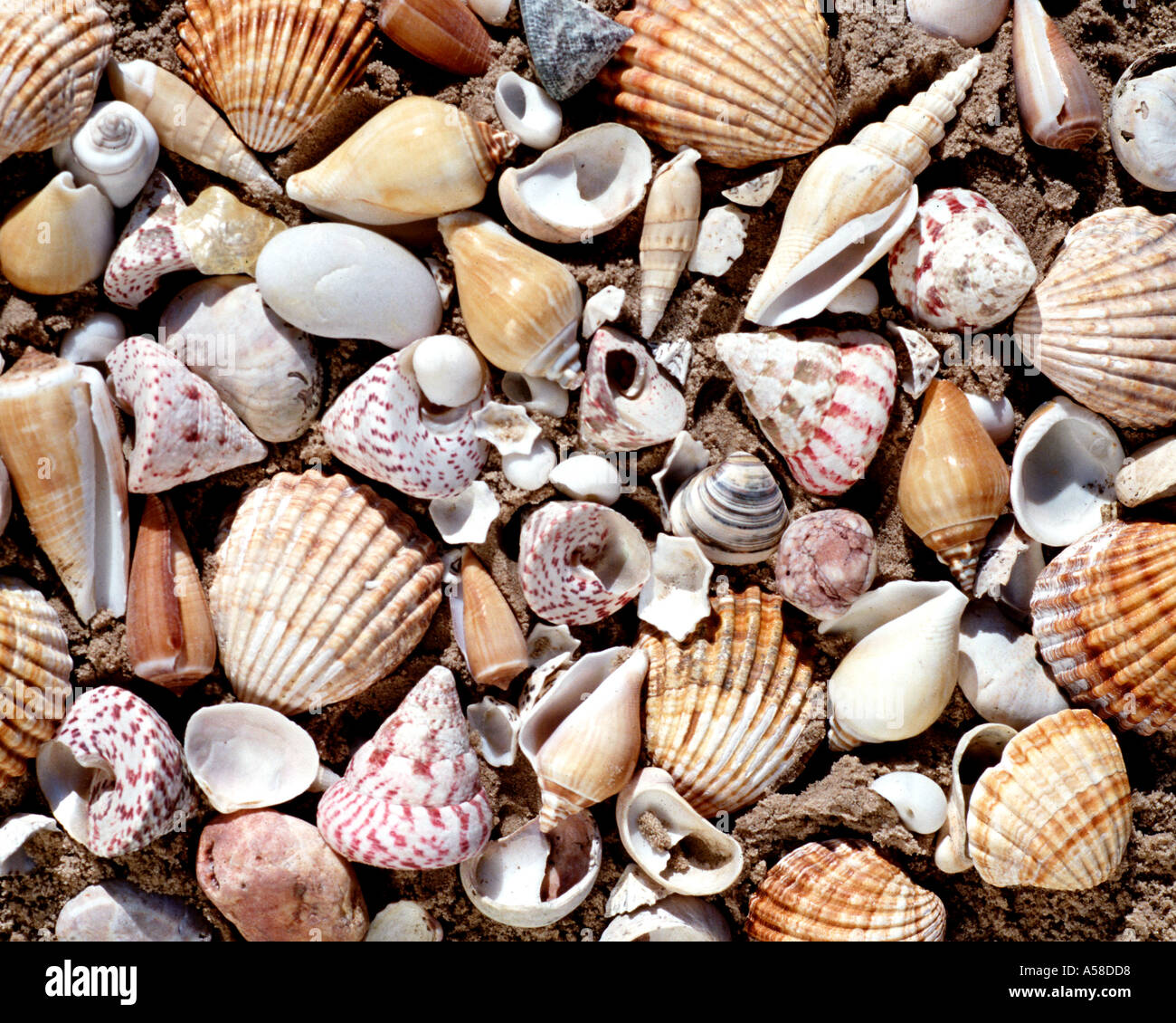 Tourism, Beach, Shells Stock Photo - Alamy