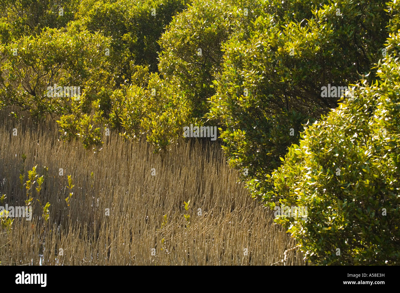 White Mangrove (Avicennia marina) coastal wetland, Big Swamp Reserve ...