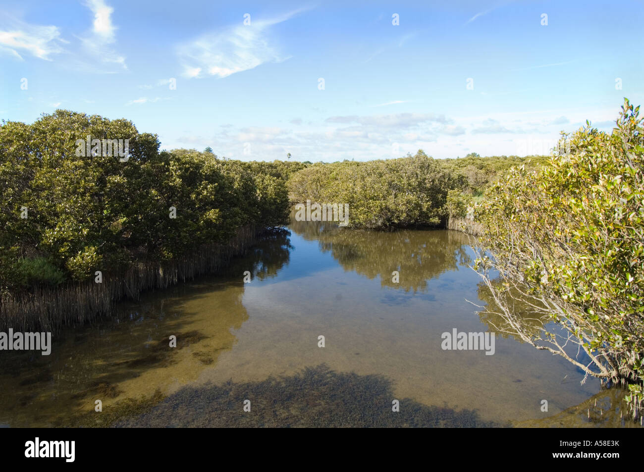White Mangrove (Avicennia marina) coastal wetland, Big Swamp Reserve ...
