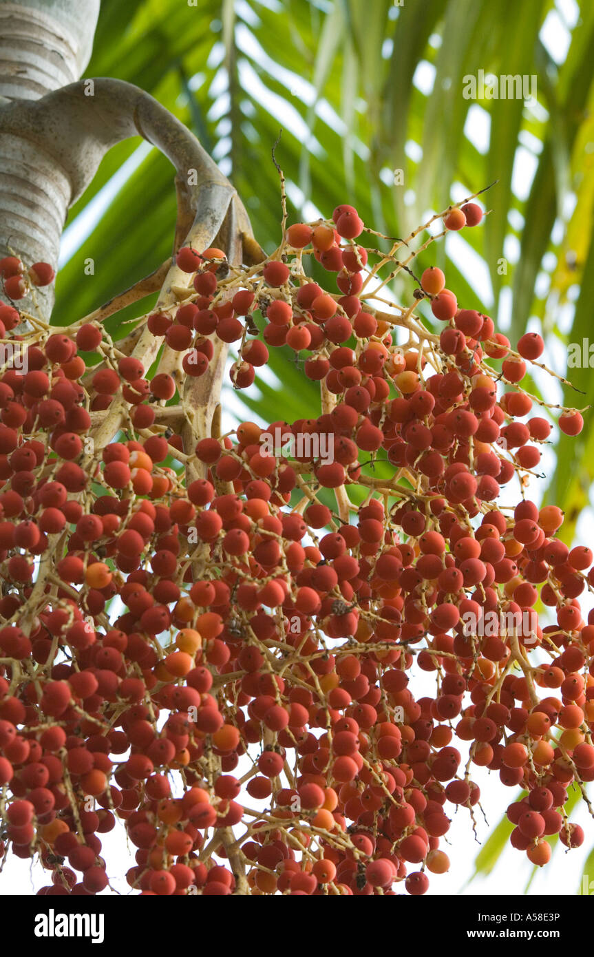 Carpentaria acuminata hi-res stock photography and images - Alamy