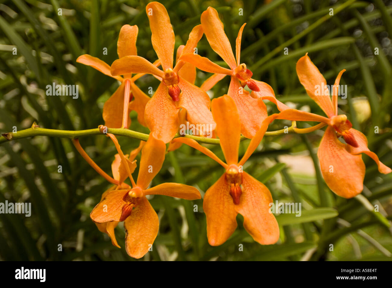 Renanthera coccinea hi-res stock photography and images - Alamy