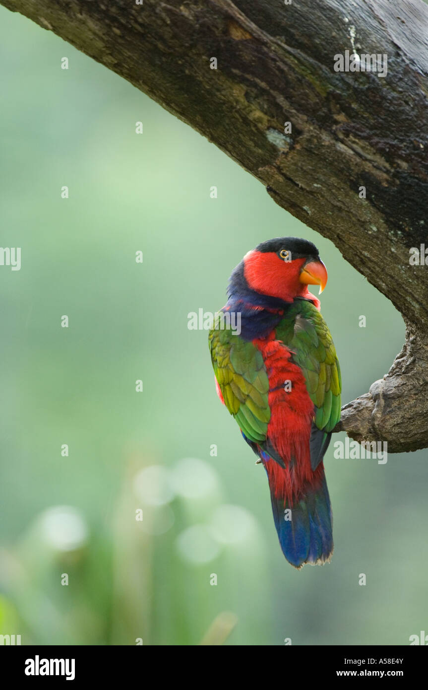 Black-capped Lory (Lorius lory) adult, perched, Lory Loft, Jurong ...