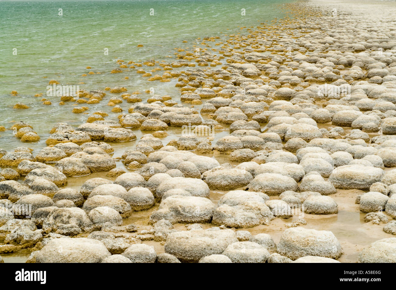 Thrombolites, 'living rock' microbialites, built by micro-organisms ...