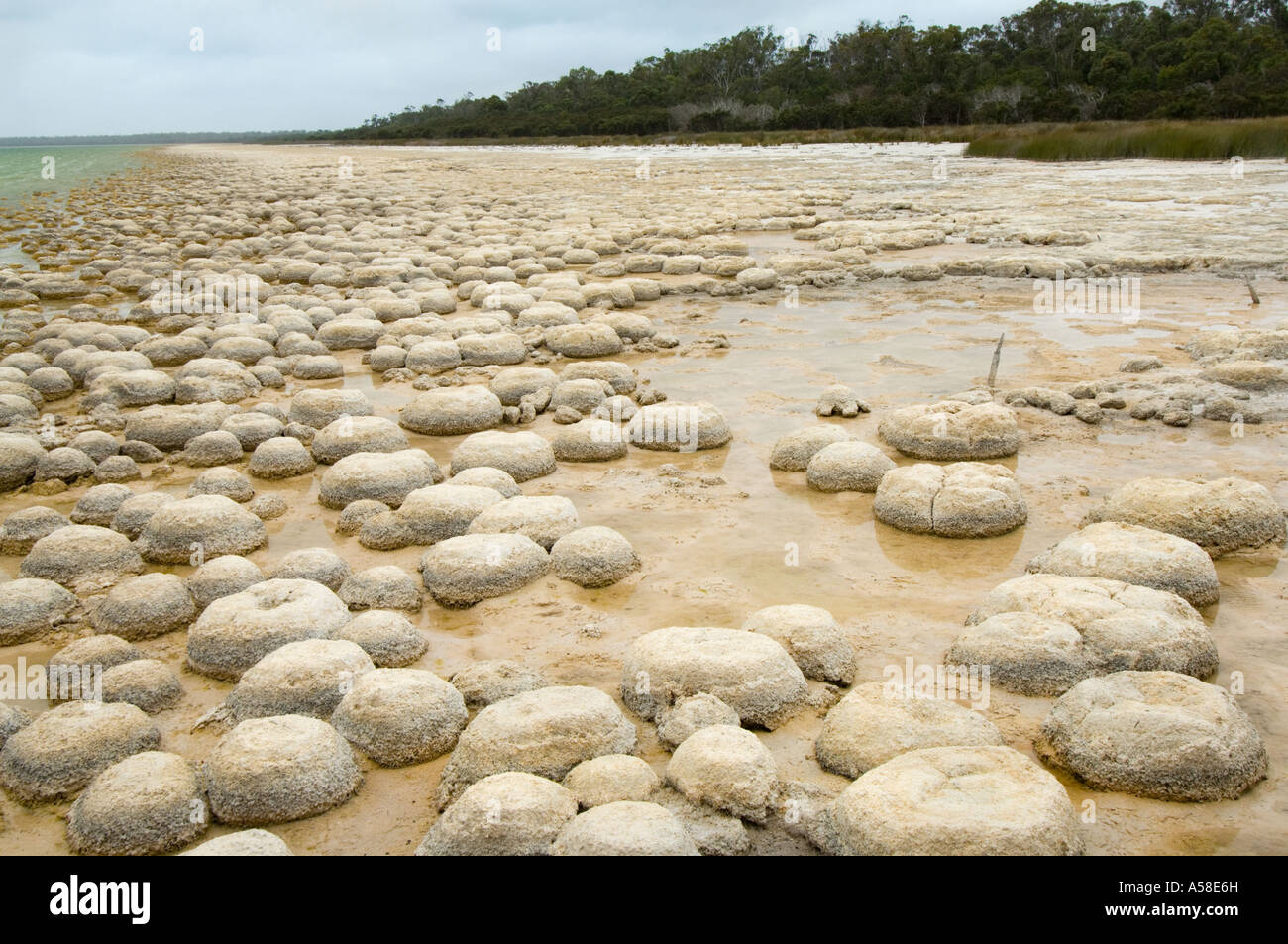 Thrombolites, 'living rock' microbialites, built by micro-organisms ...